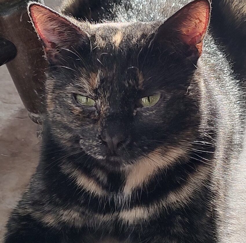 Sheila Is WSCR Cat Of The Week | News, Sports, Jobs - Post Journal